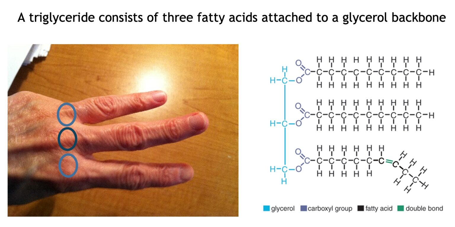 Mono and Diglycerides: Unmasking the Hidden Trans Fats in Your Food ...
